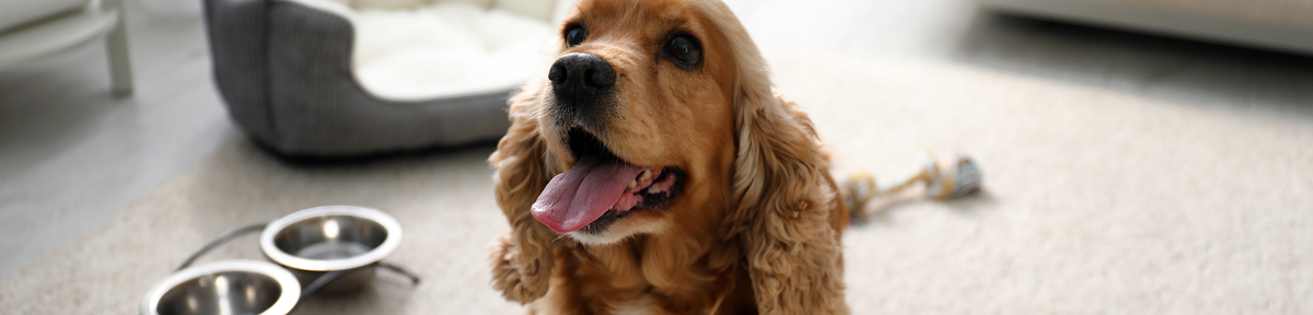 Pet-Friendly sWAG – Amenity Services